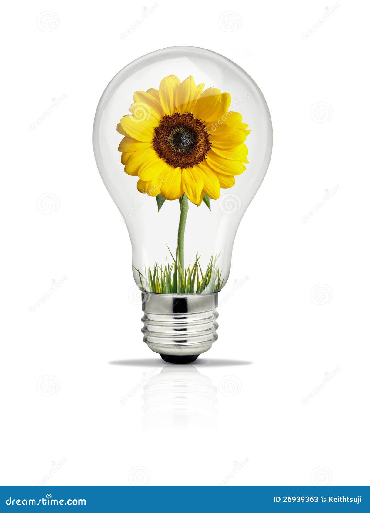 Light Bulb with Sunflower and Glass Inside Stock Image - Image of plant ...