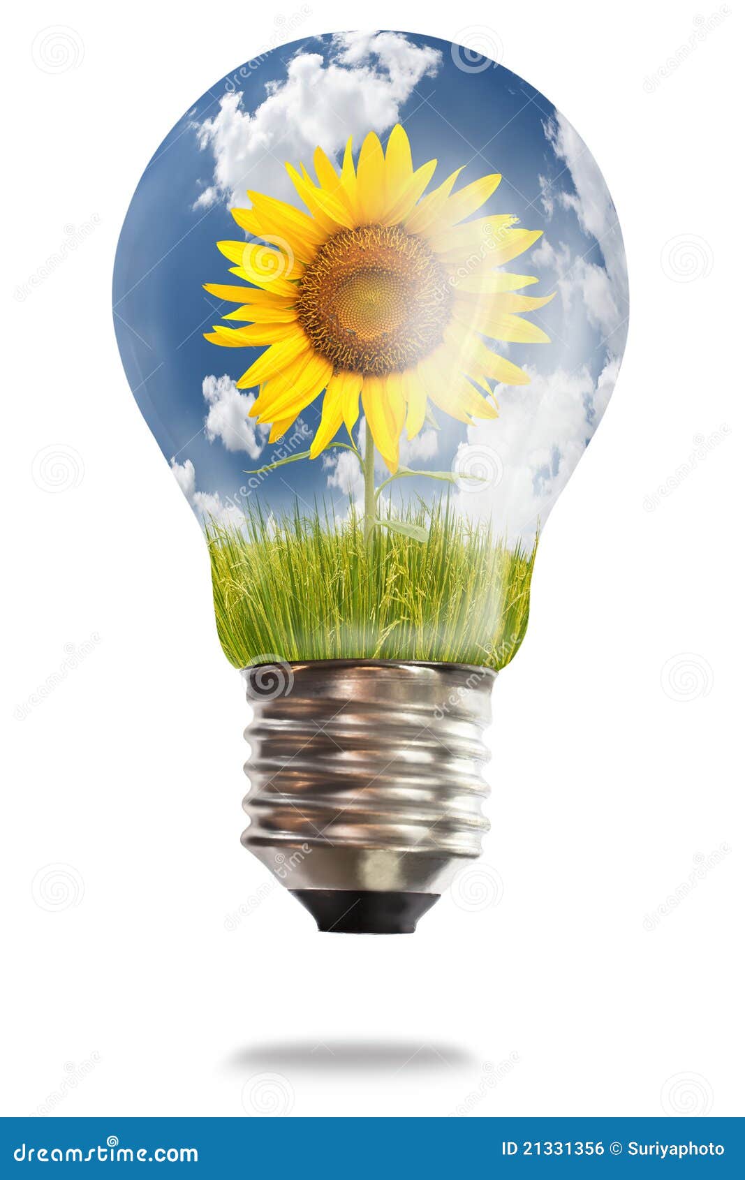 Light Bulb with Sunflower and Paddy Rice Stock Photo - Image of heat ...