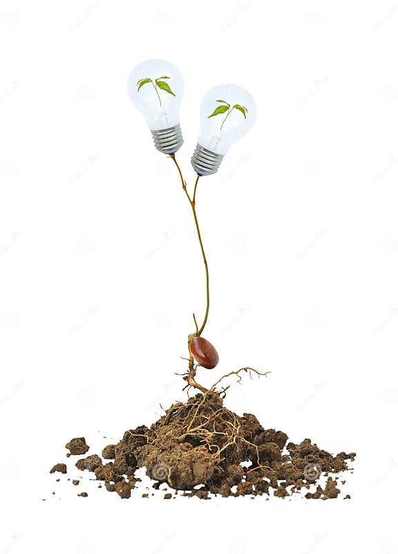 Light Bulb on the Tree and Root Isolated PNG Stock Photo - Image of ...