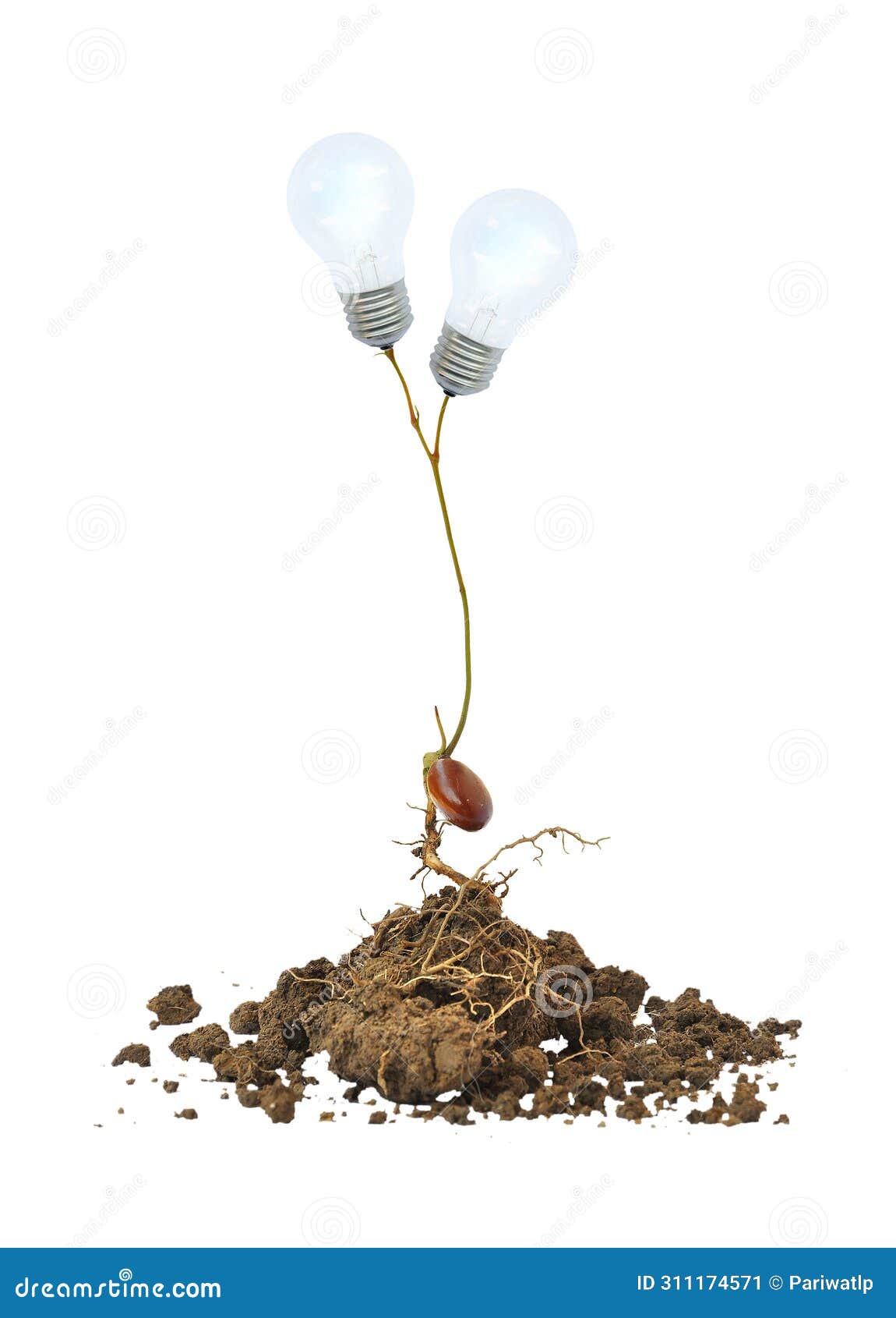 Light Bulb on the Tree and Root Isolated Premium PSD Stock Image ...