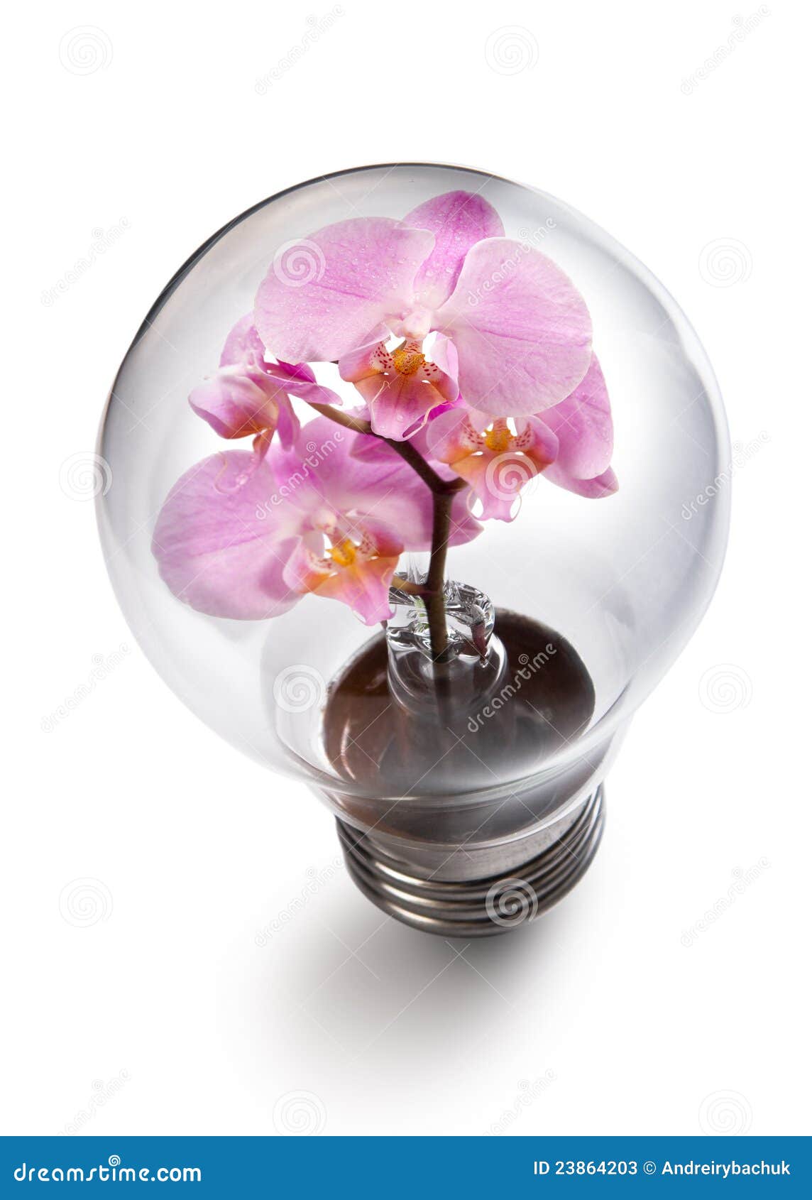 Light Bulb Witn Orchid Flower Stock Image - Image of glass, shape: 23864203