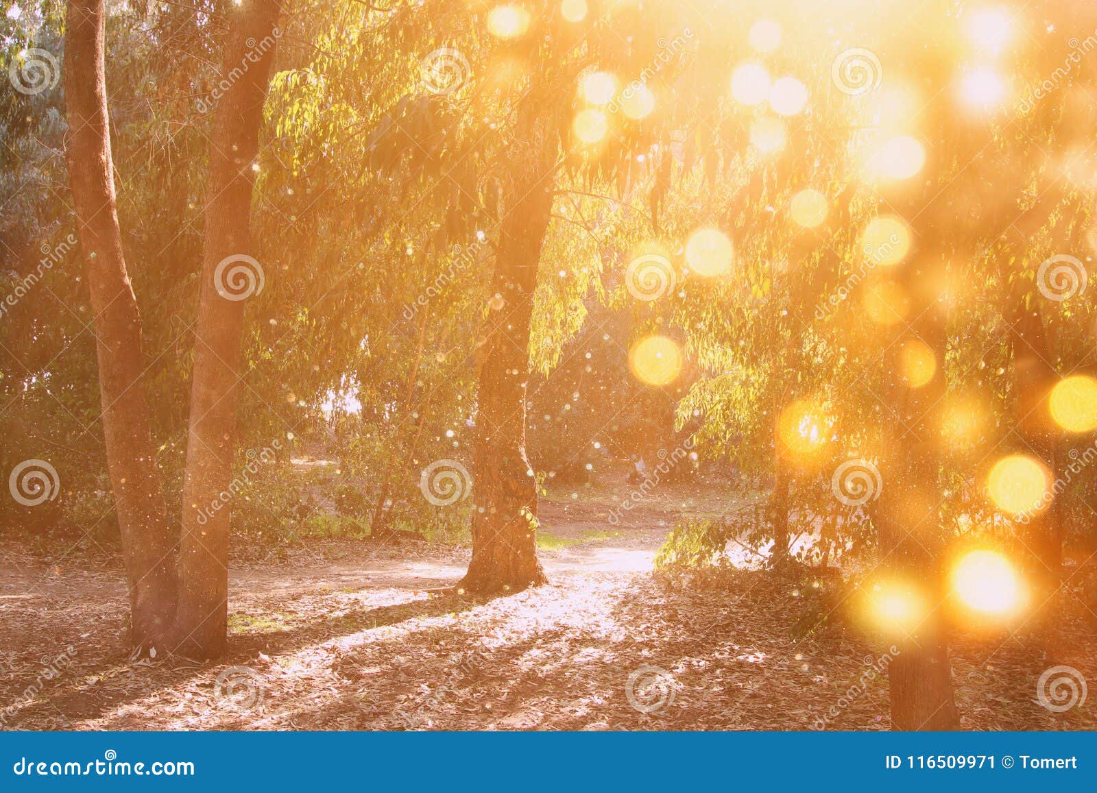 Light Burst among Trees, Blured Background. Stock Image - Image of ...