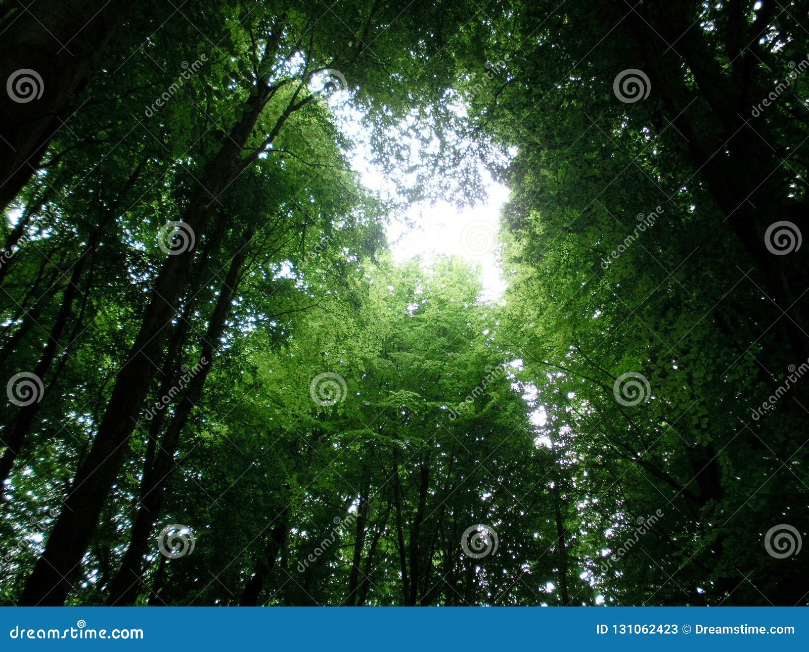 Light into the bushes stock image. Image of bushes, nature - 131062423