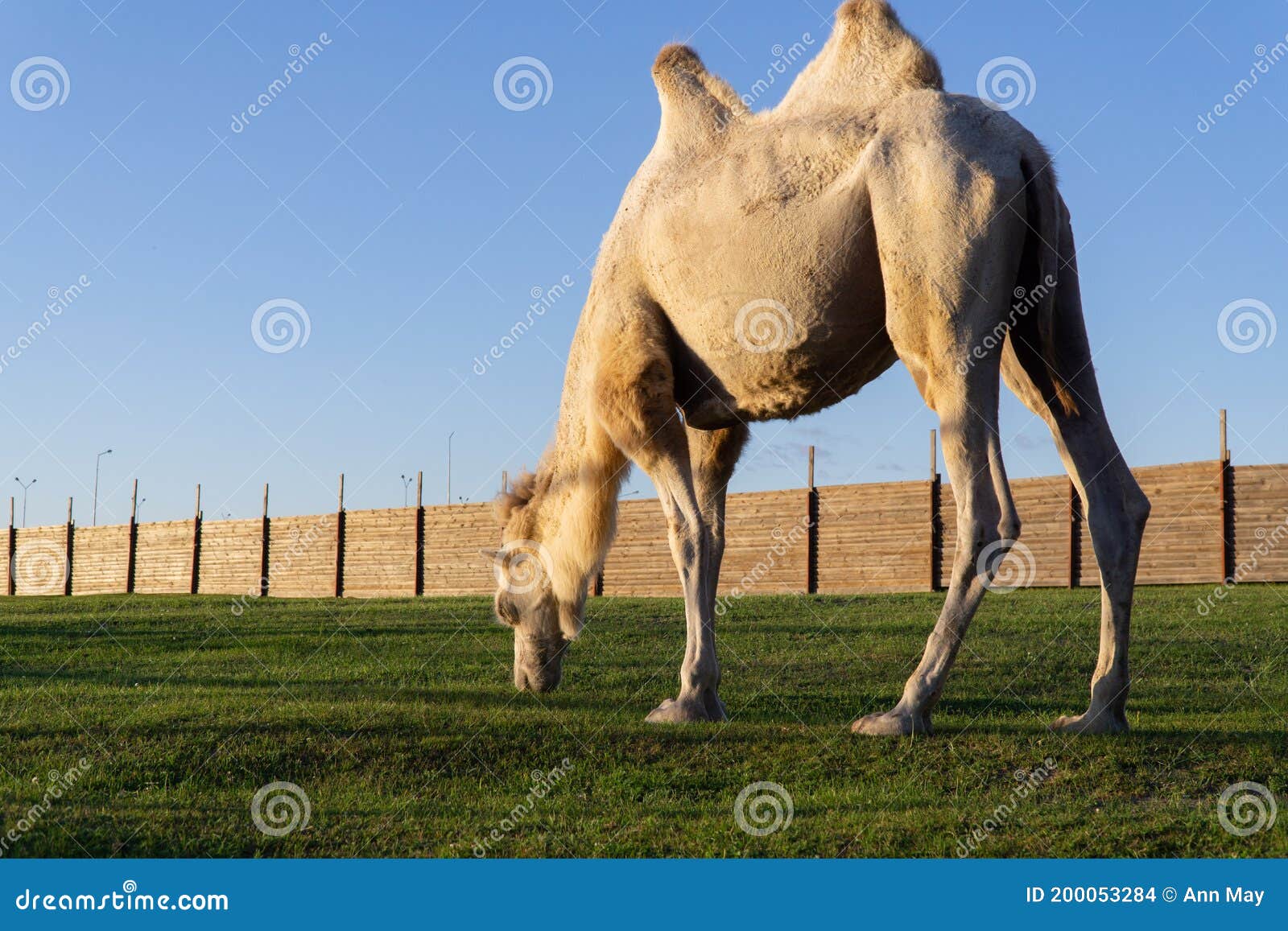 Light Camel Grazing on the Farm at Sunset Stock Photo - Image of camel ...