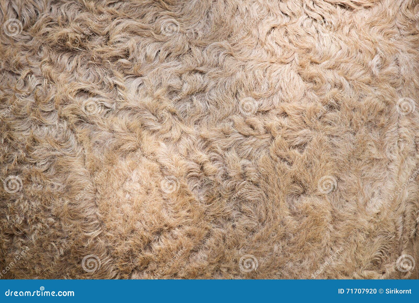 Light Camel Wool of Texture Stock Photo - Image of design, abstract ...