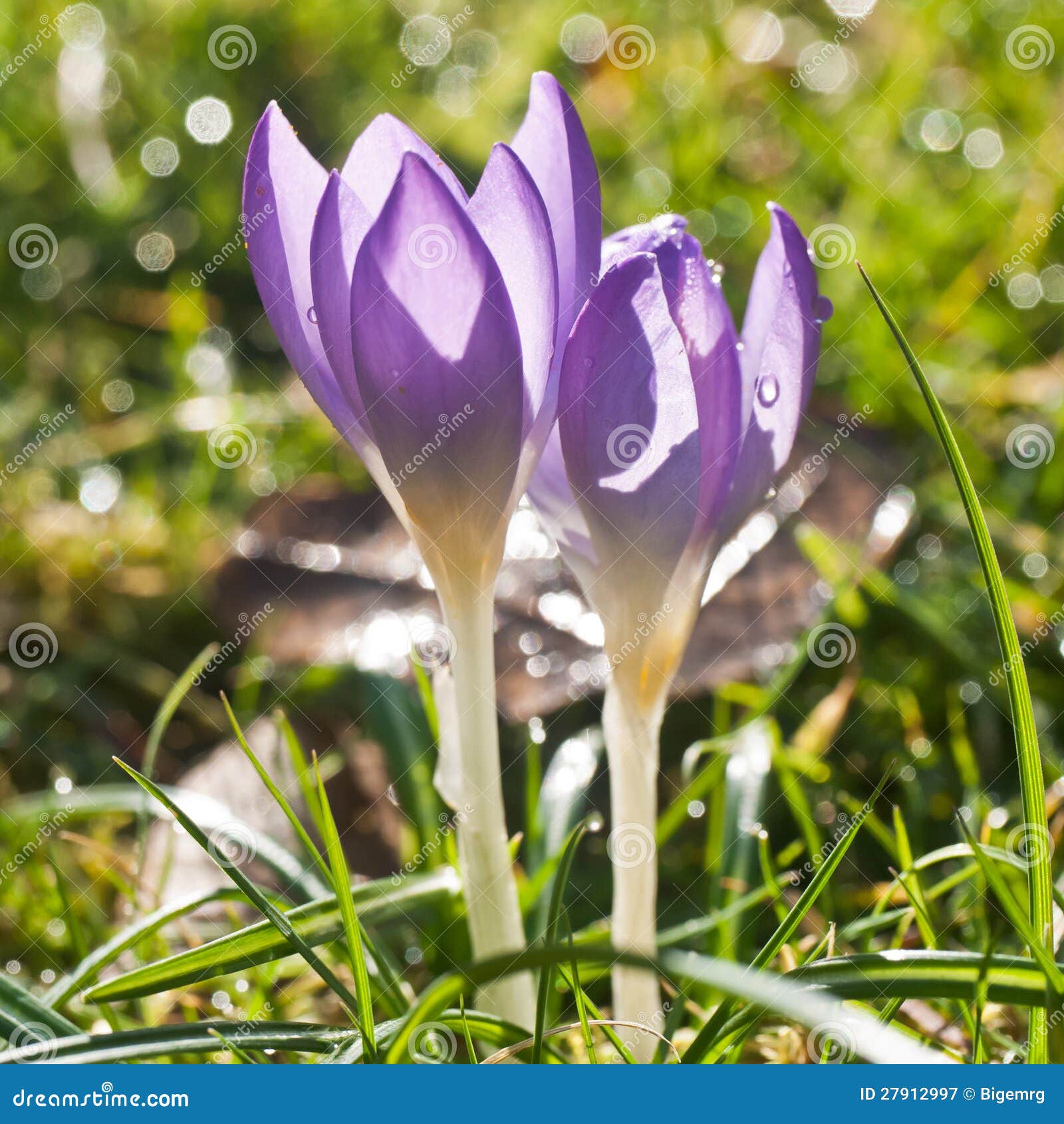 Light Catching stock image. Image of purple, square, sunlight - 27912997