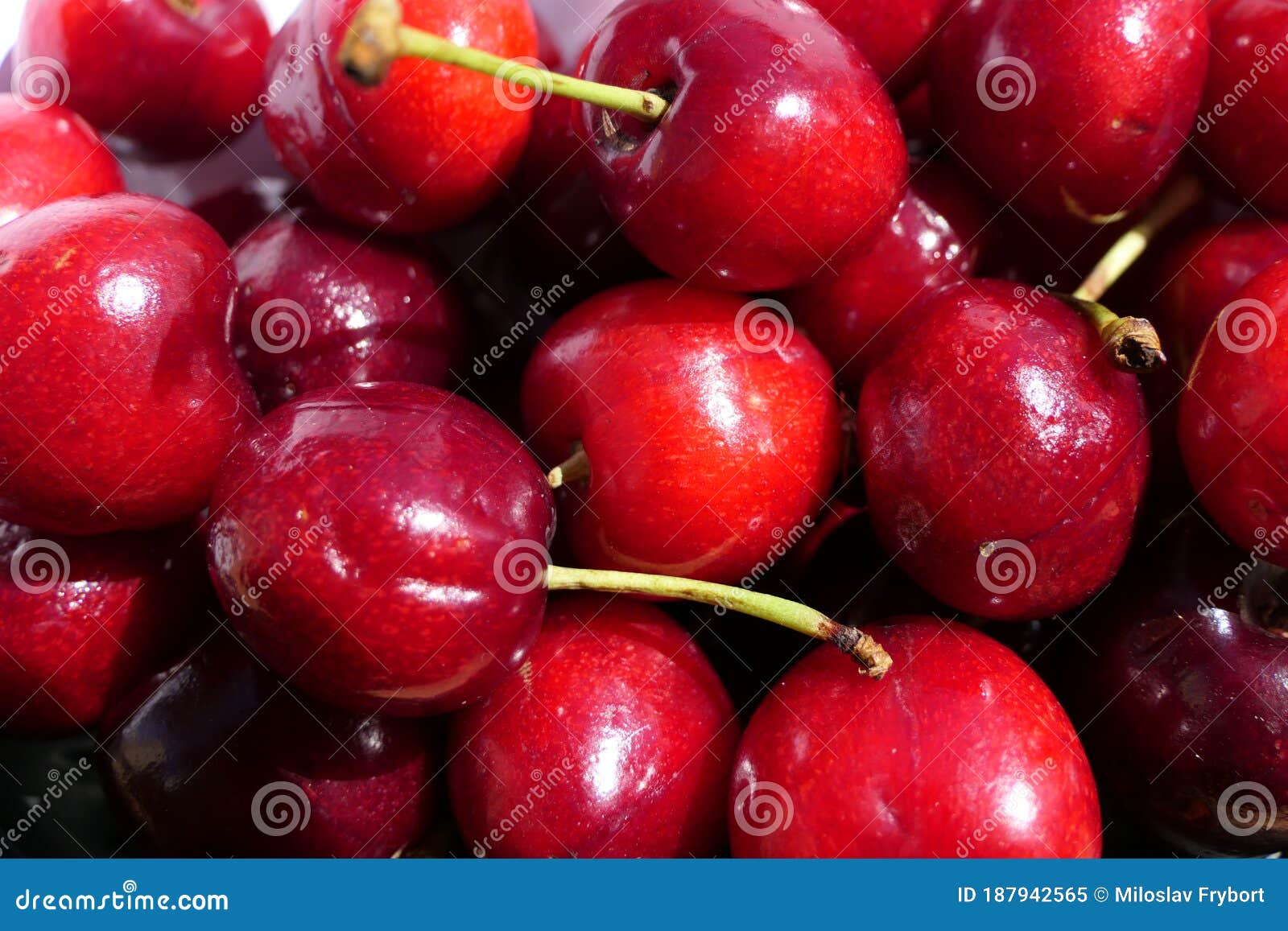Light Cherries, Fresh from the Cherry Tree Stock Image - Image of berry ...