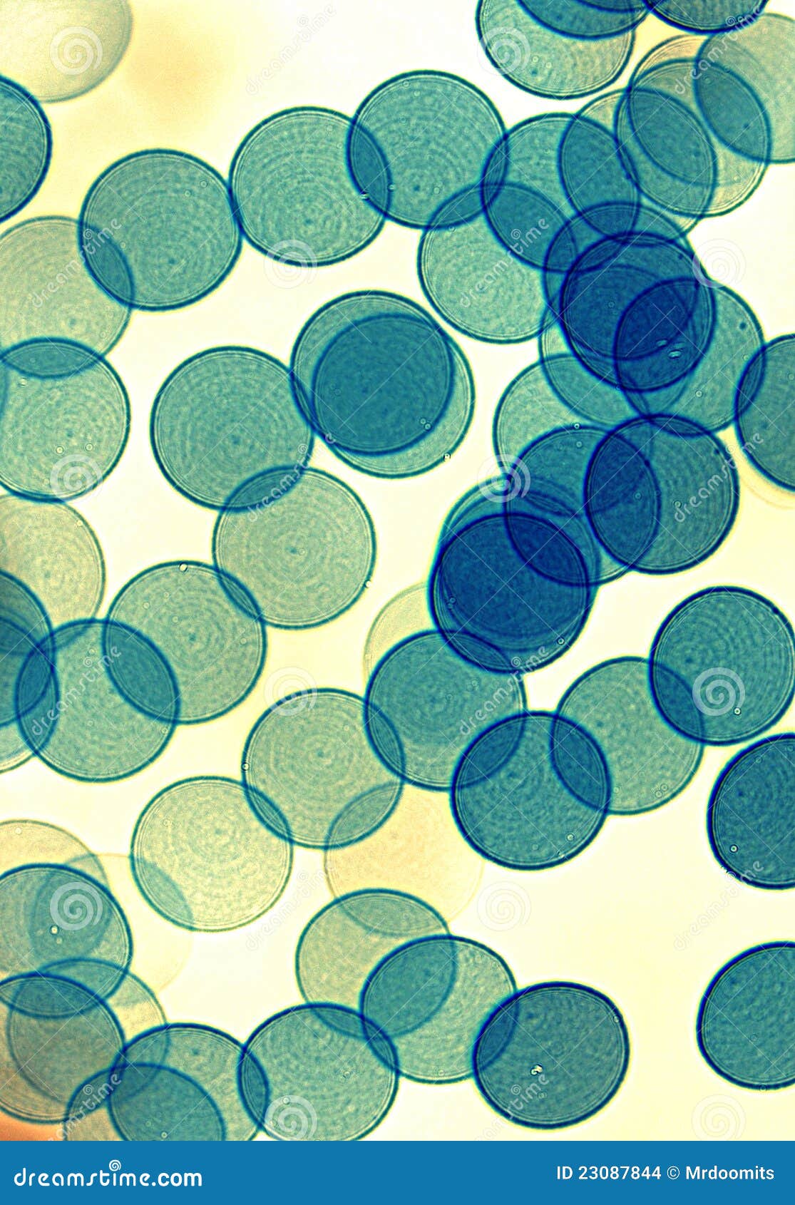 Circles Microscope Photos - Free & Royalty-Free Stock Photos from ...