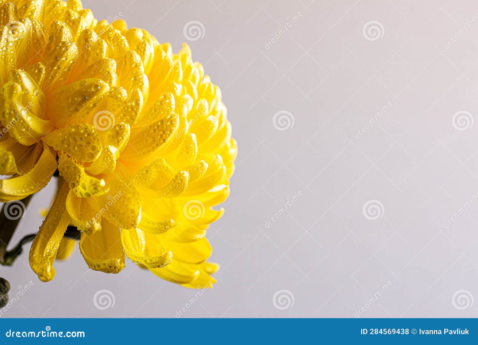 Light Closeup of Yellow Chrysant Flower. Large Chrysanthemum Flower ...