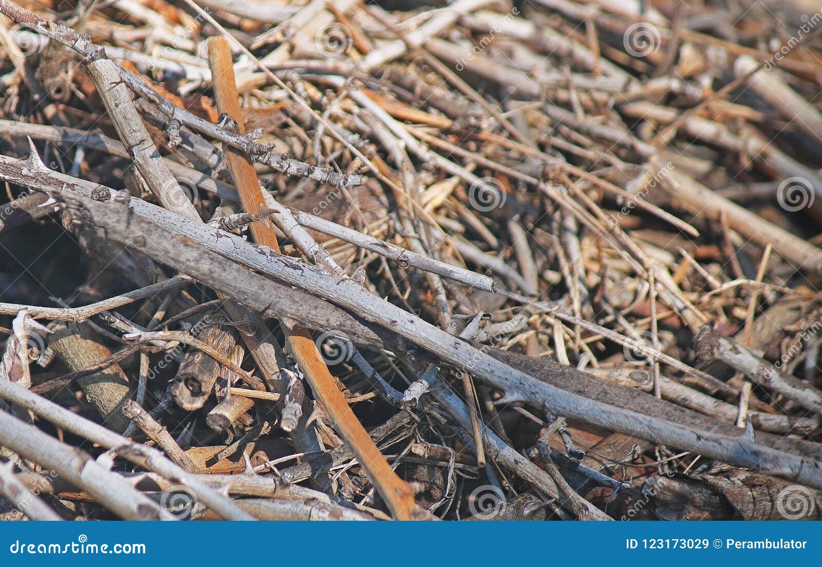 LIGHT on COLLECTION of DRY TWIGS Stock Image - Image of organic, bright ...