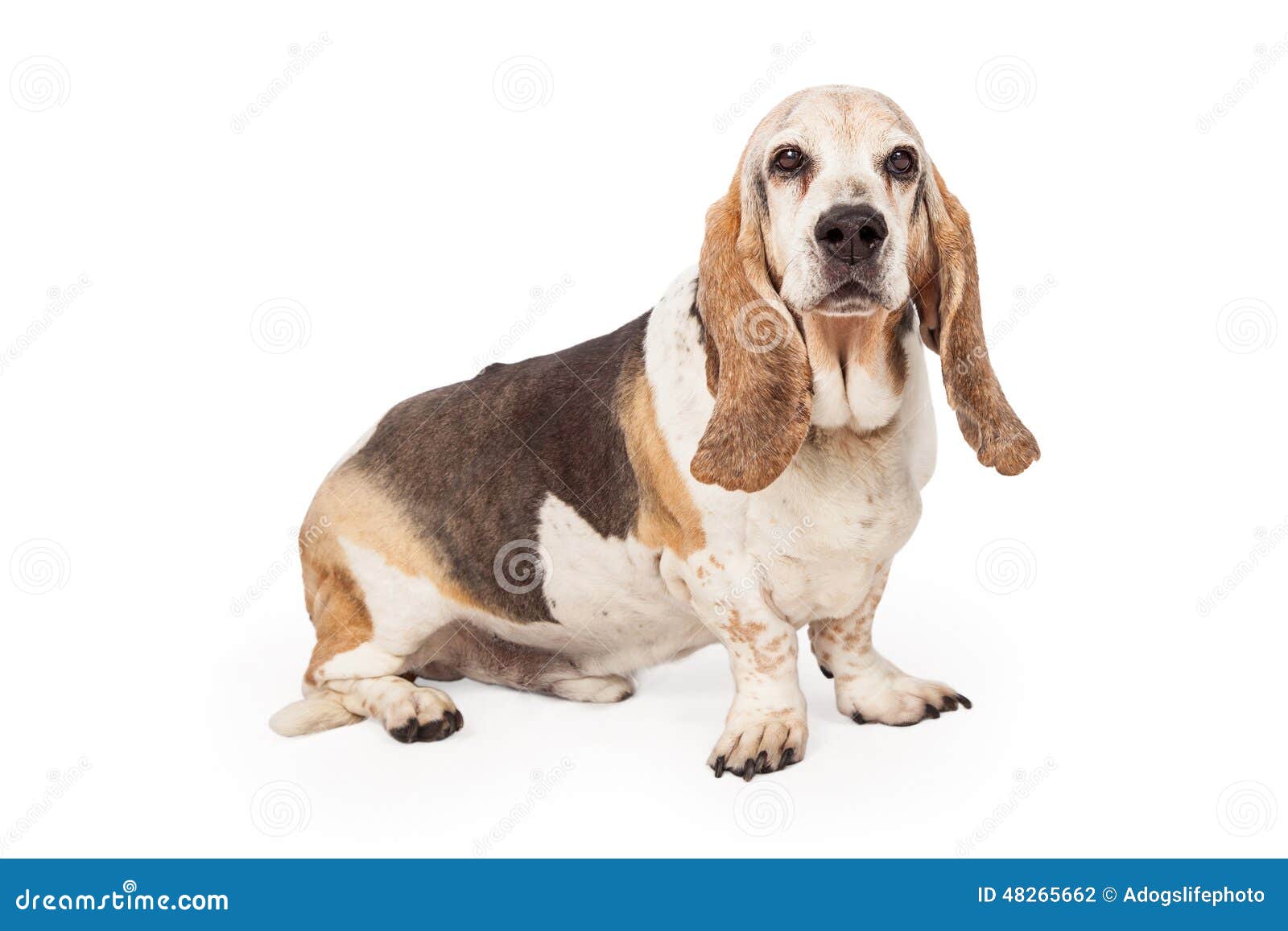 Light Color Basset Hound Dog Stock Photo - Image of domestic, floppy ...