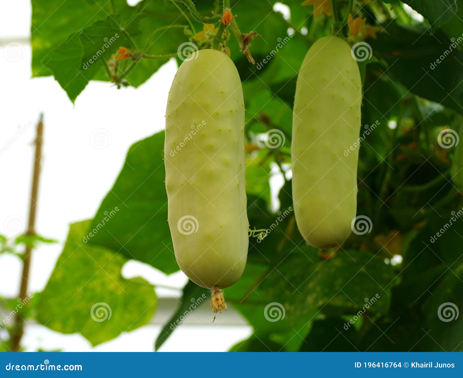 A Light Color of Cucumber `Silver Slicer` on the Tree Stock Photo ...