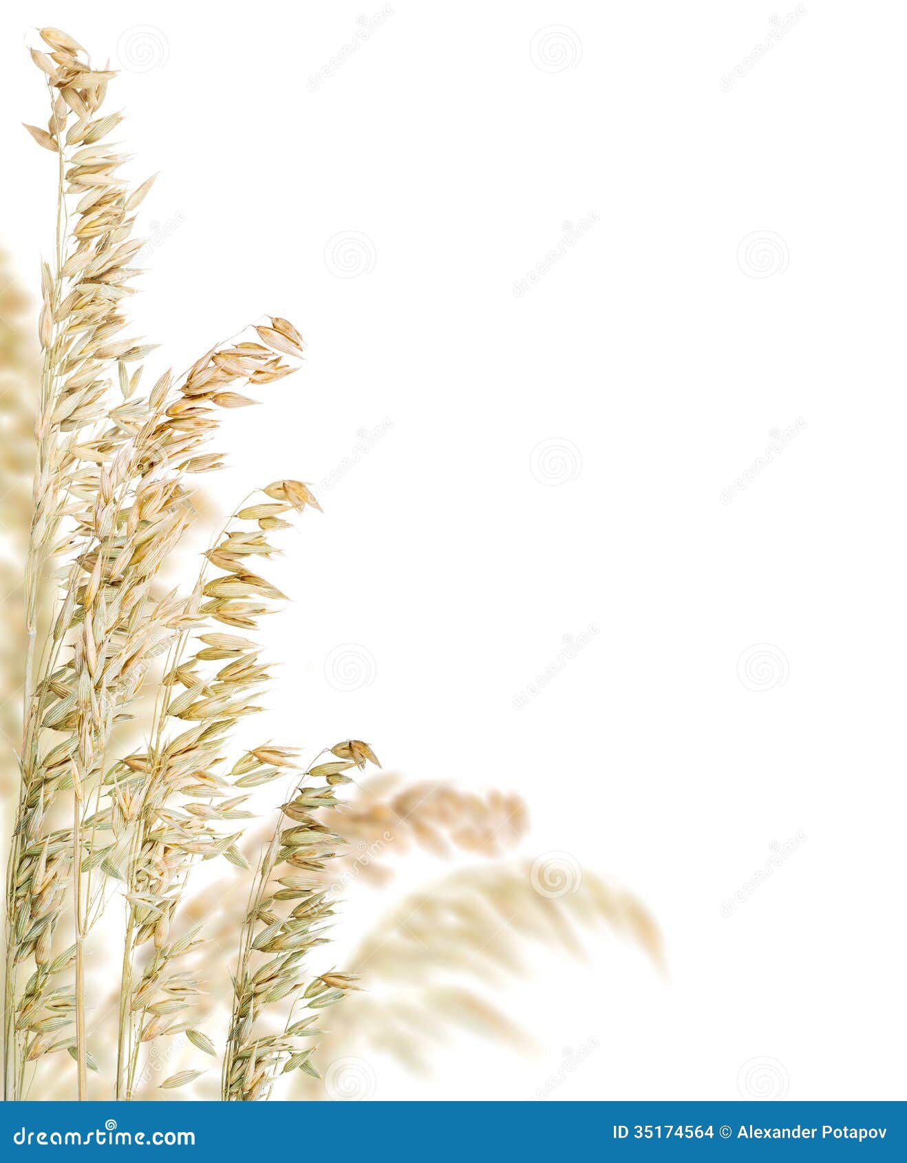 Light Color Oat Corner Isolated on White Stock Photo - Image of grain ...