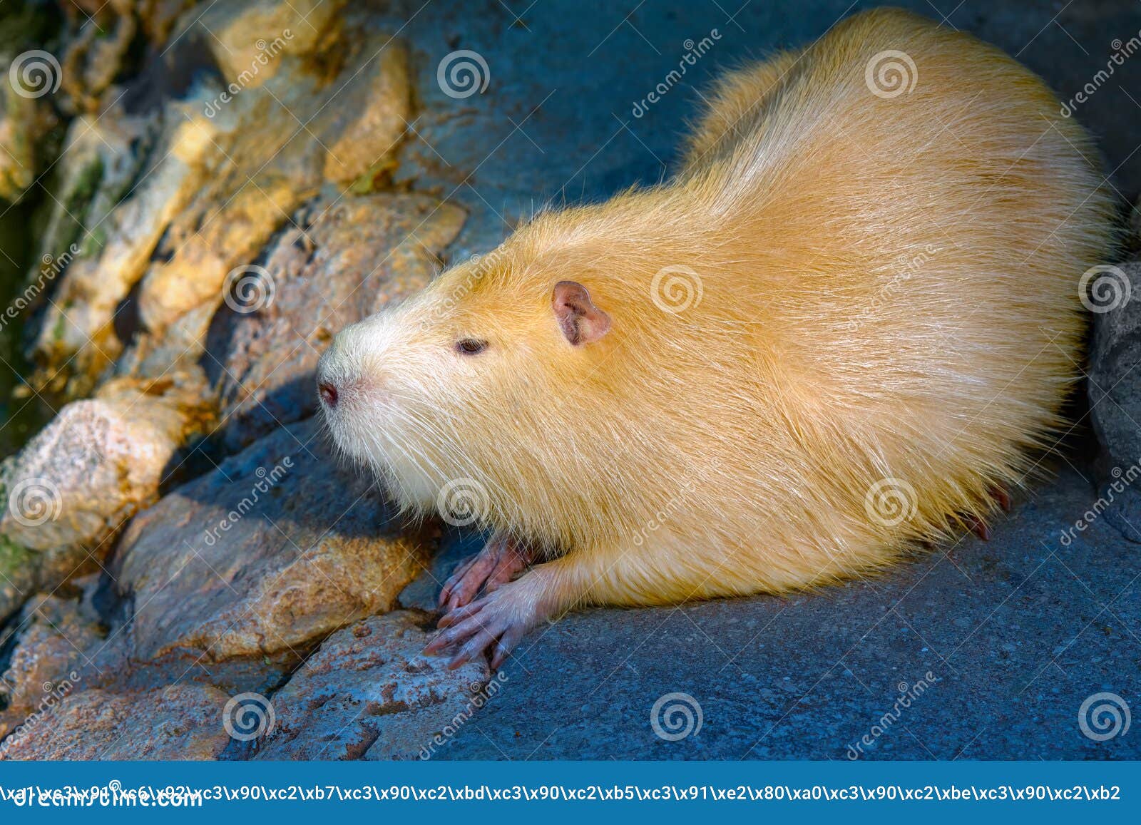 A Light-colored Beaver Prepares To Enter the Water Stock Photo - Image ...