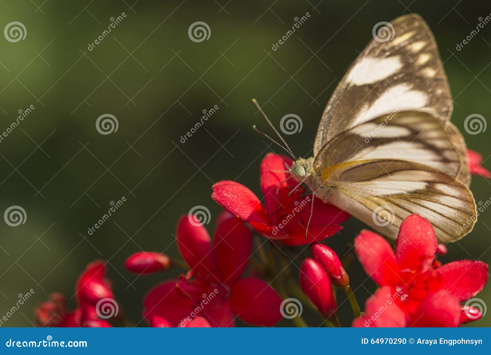 Light-Colored Butterfly stock photo. Image of green, floral - 64970290