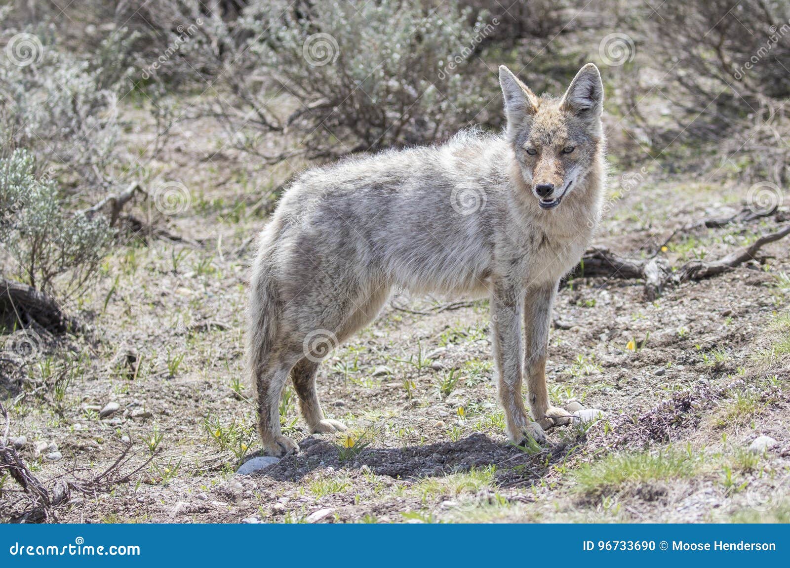 Light Colored Coyote Standing in Grass Stock Photo - Image of light ...