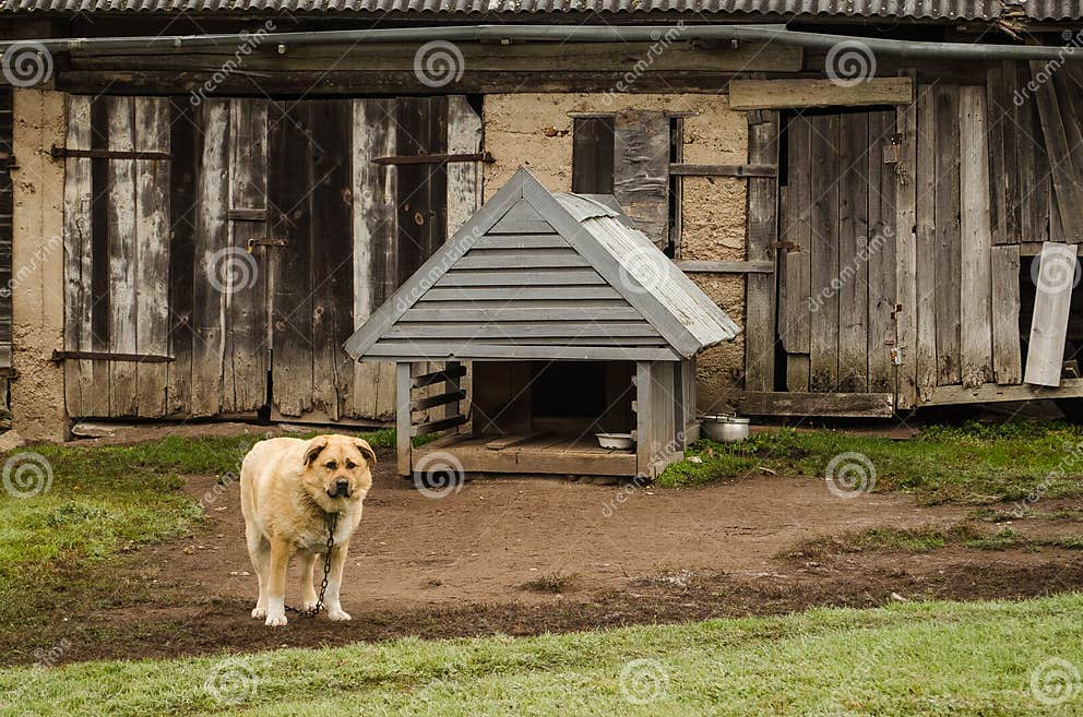 Light-colored Dog at the Dog`s Hut and Barn Stock Photo - Image of ...