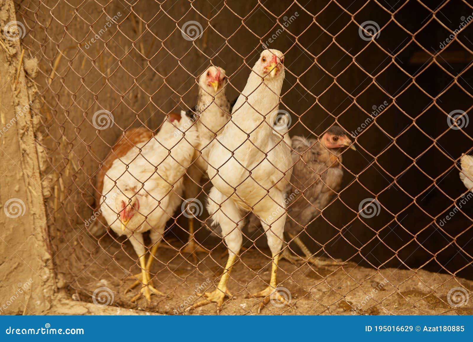 Light-colored Hens in a Chicken Coop Behind Bars Stock Image - Image of ...