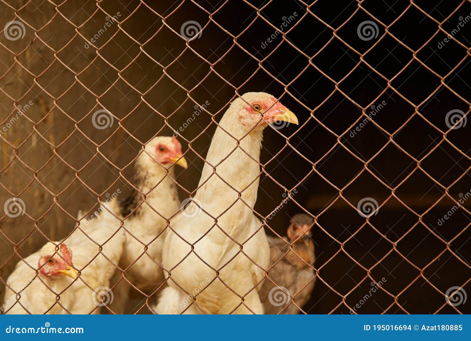 Light-colored Hens in a Chicken Coop Behind Bars Stock Photo - Image of ...