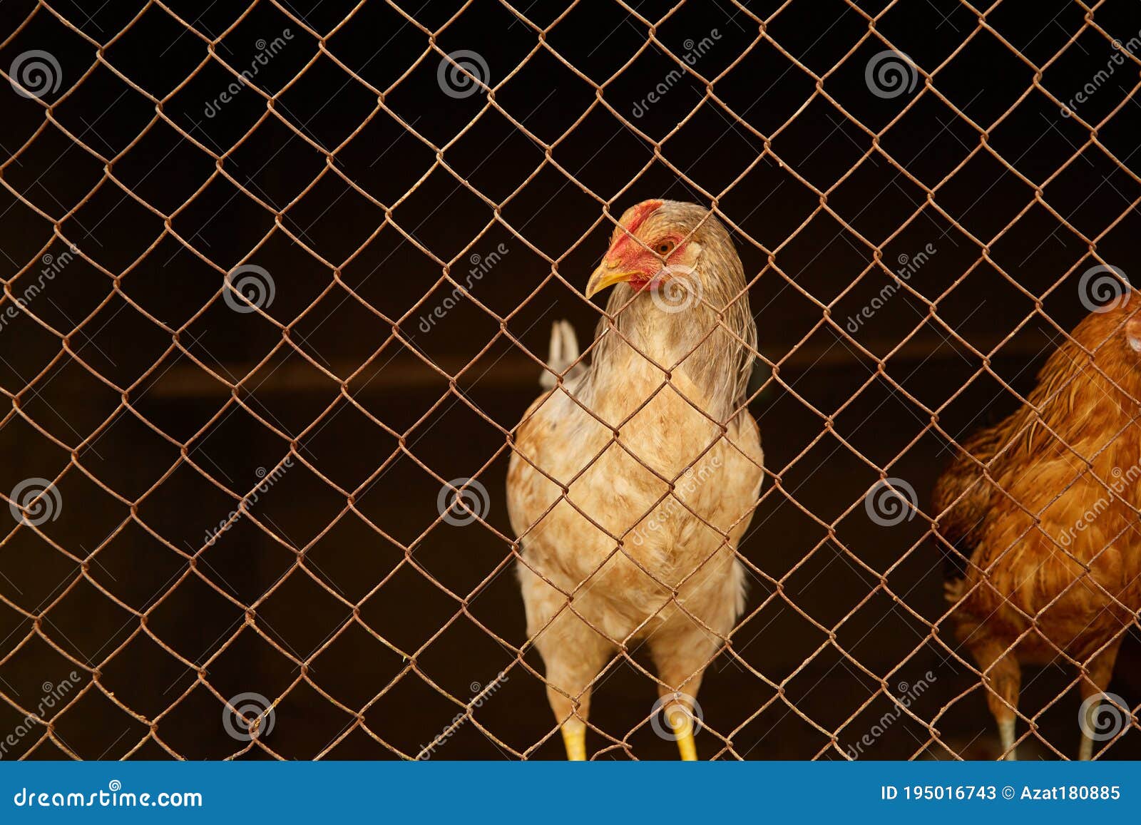 Light-colored Hens in a Chicken Coop Behind Bars Stock Image - Image of ...