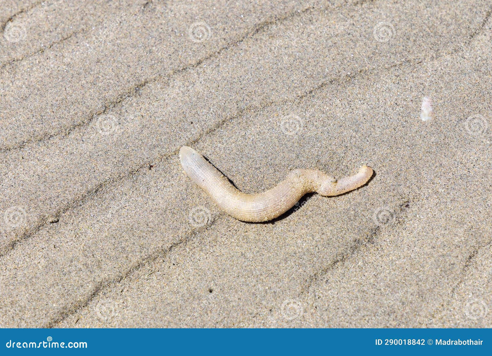 Light Colored Lugworm on a Sand Beach Stock Photo - Image of beach ...