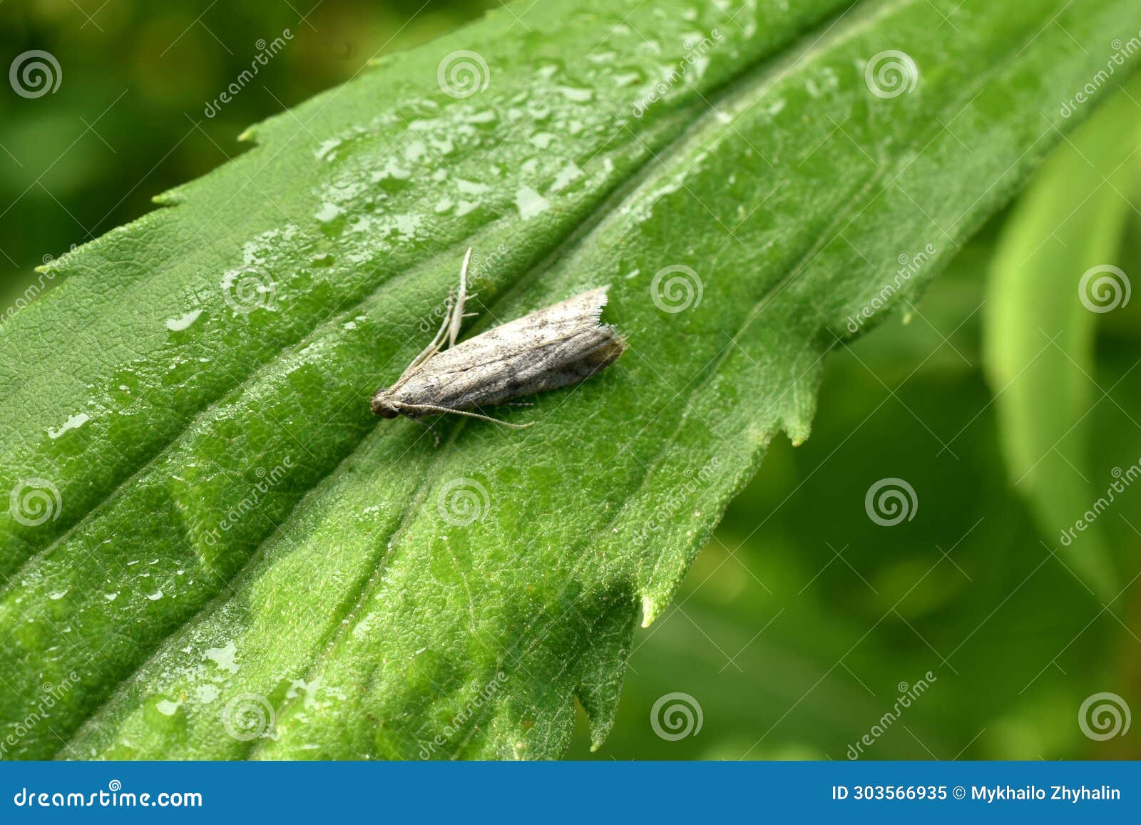 The Grain Moth Sits on a Leaf. Stock Image - Image of invertebrate ...