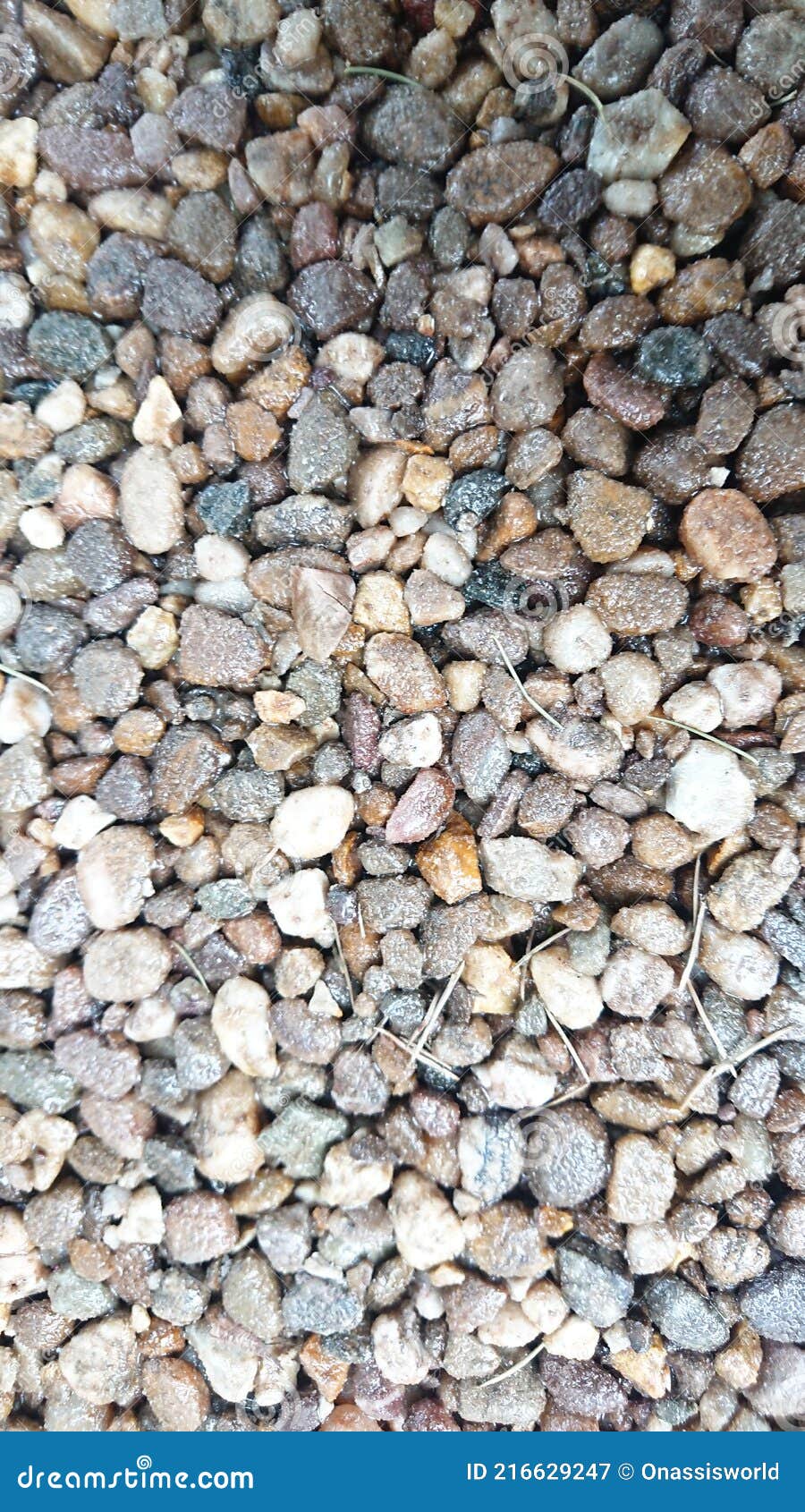 Light Colored Pebbles Pathway Closeup Background Stock Image - Image of ...