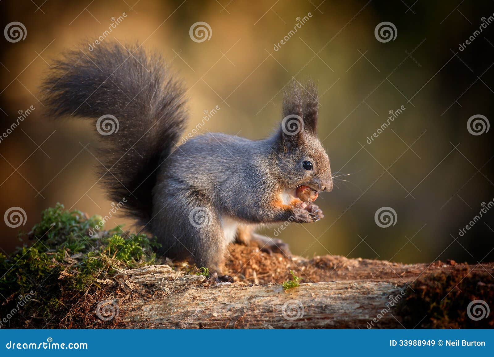 Light colored red squirrel stock image. Image of paws - 33988949