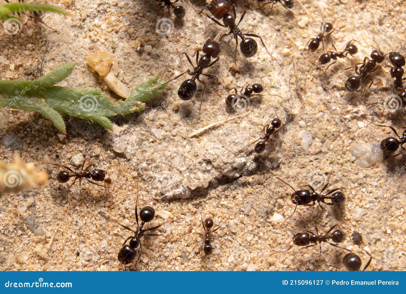 Light-colored Sand from an Anthill with Several Ants Stock Image ...