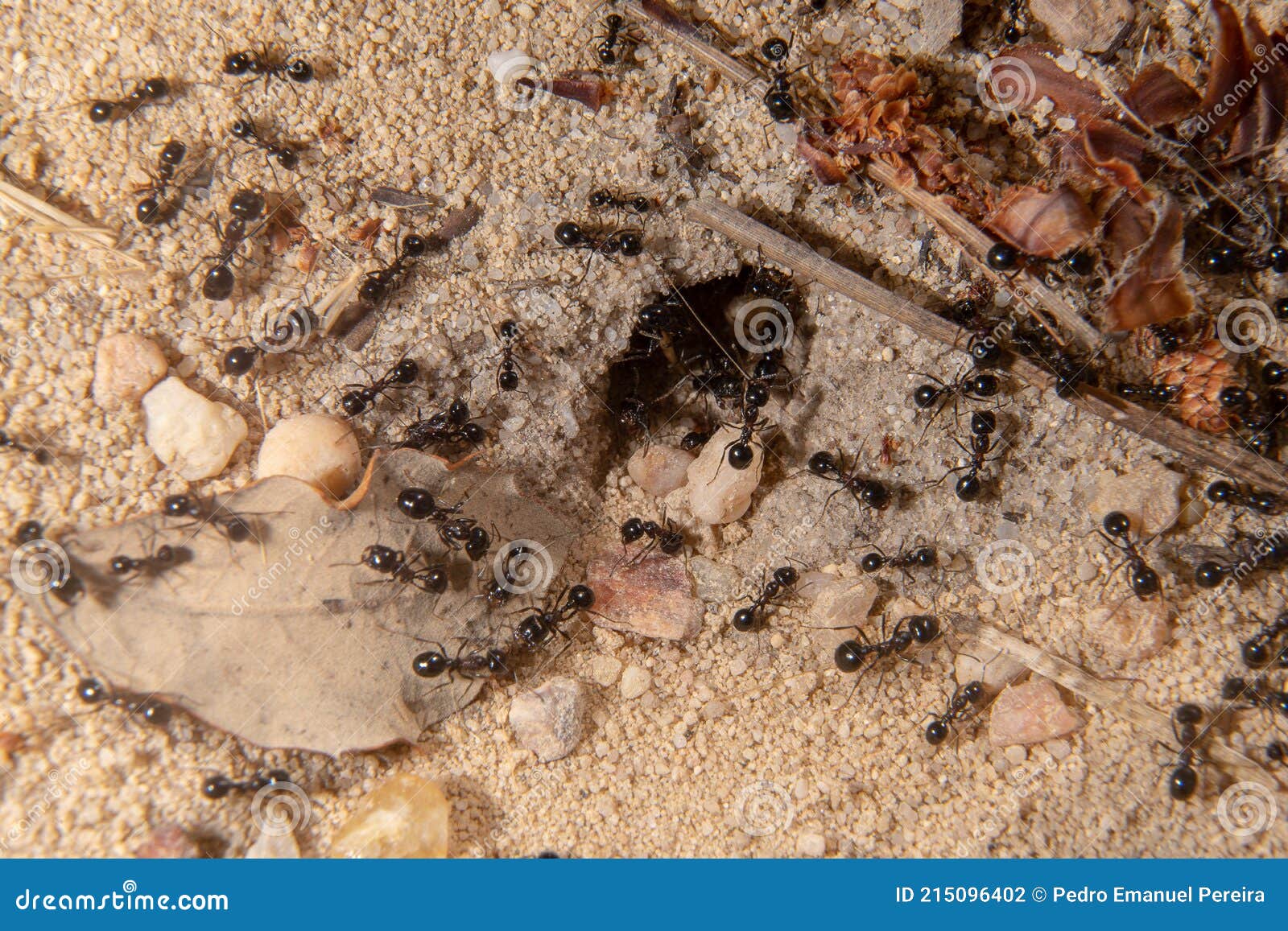 Light-colored Sand from an Anthill with Several Ants Stock Photo ...