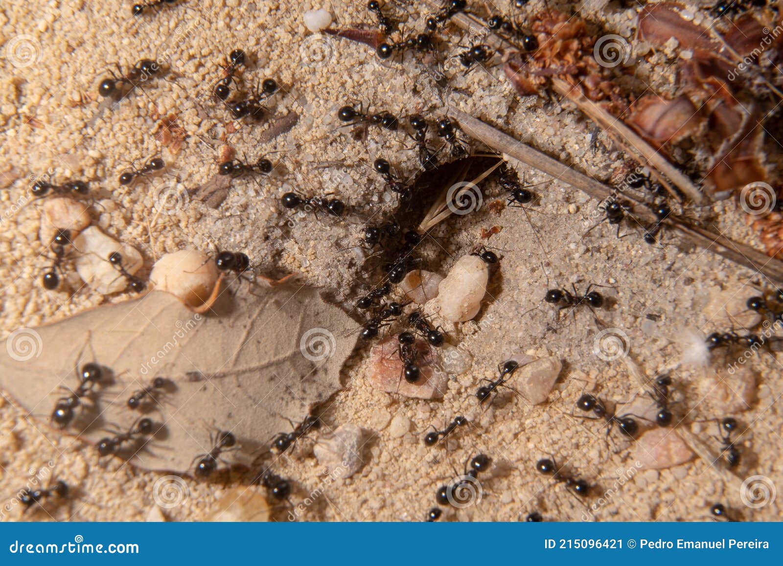 Light-colored Sand from an Anthill with Several Ants Stock Image ...