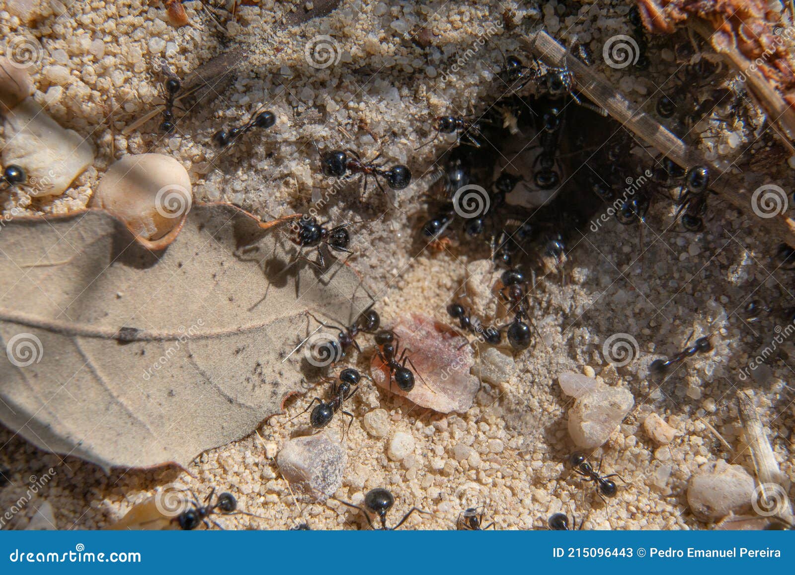 Light-colored Sand from an Anthill with Several Ants Stock Image ...