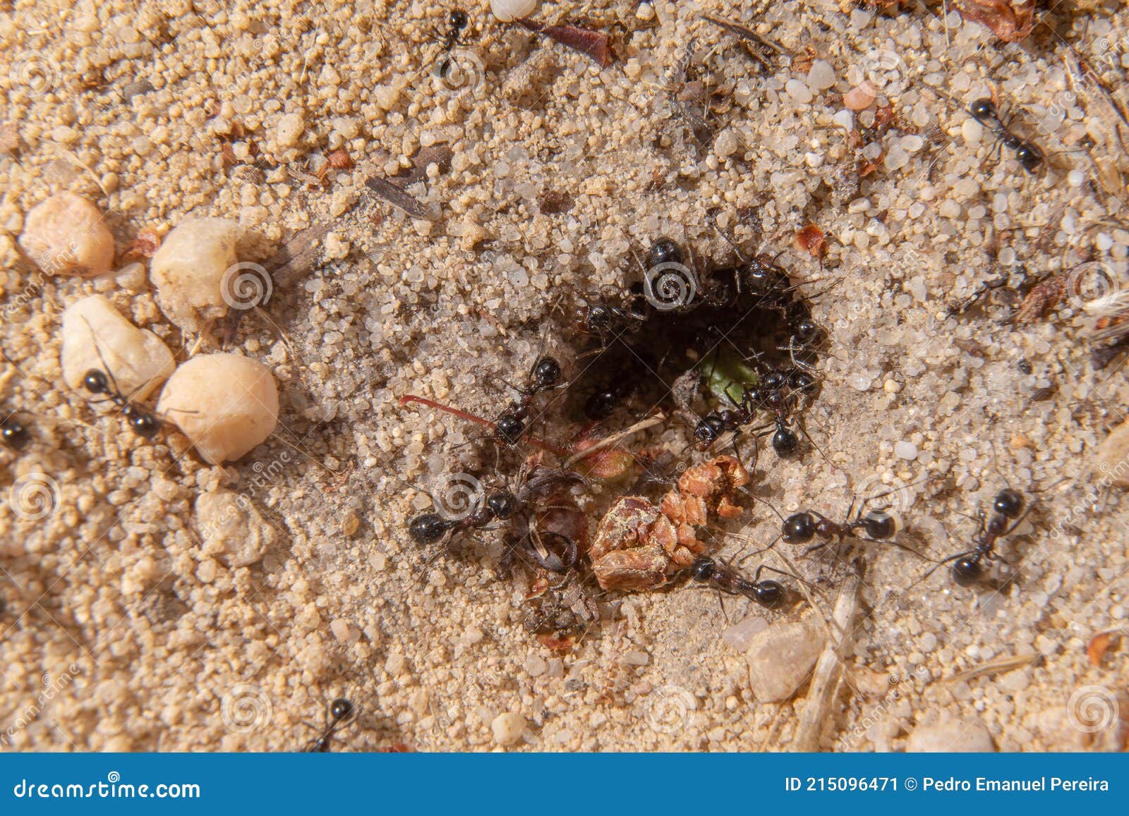 Light-colored Sand from an Anthill with Several Ants Stock Image ...