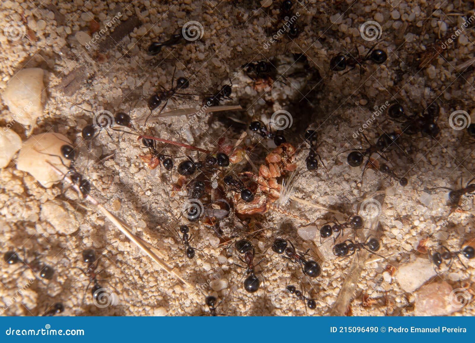Light-colored Sand from an Anthill with Several Ants Stock Photo ...
