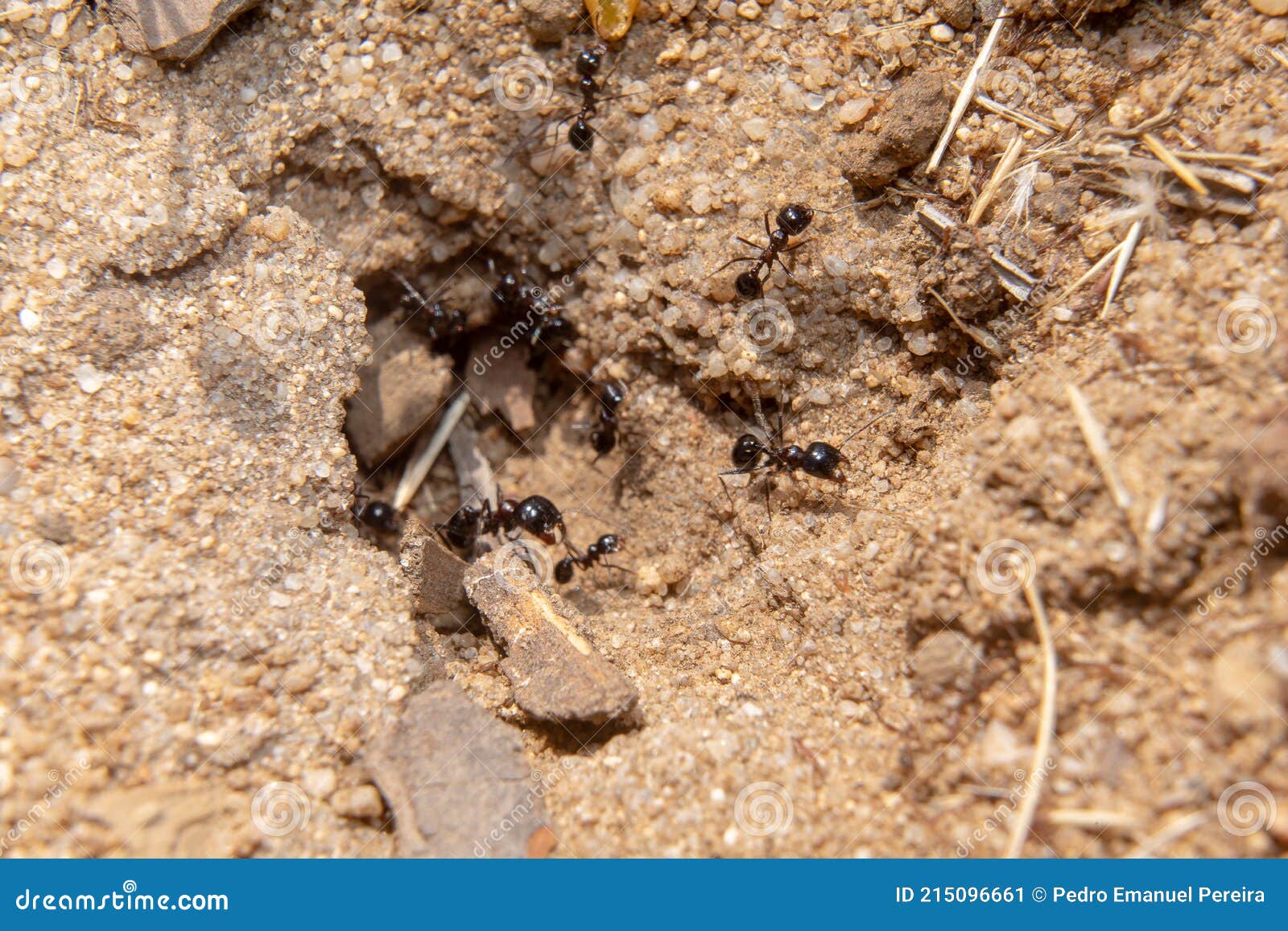 Light-colored Sand from an Anthill with Several Ants Stock Image ...
