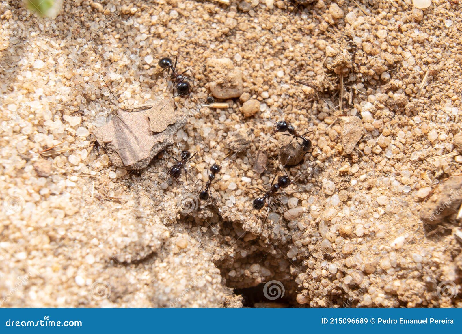 Light-colored Sand from an Anthill with Several Ants Stock Image ...