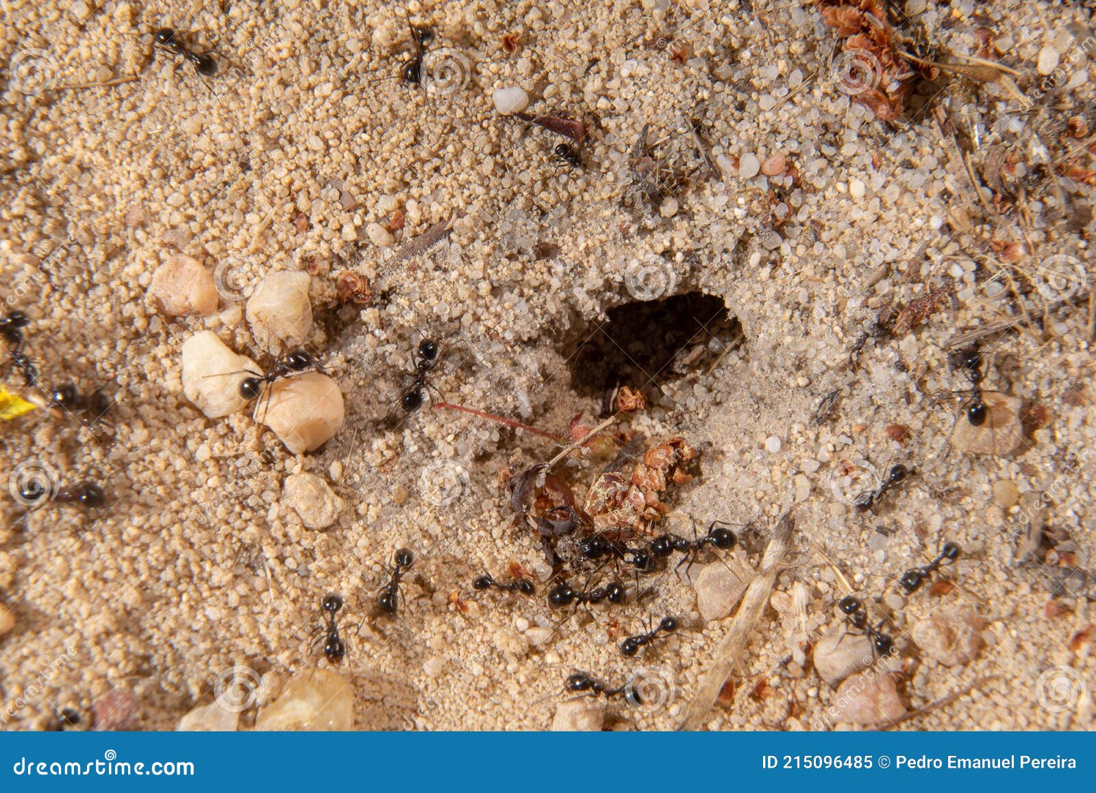 Light-colored Sand from an Anthill with Several Ants Stock Image ...