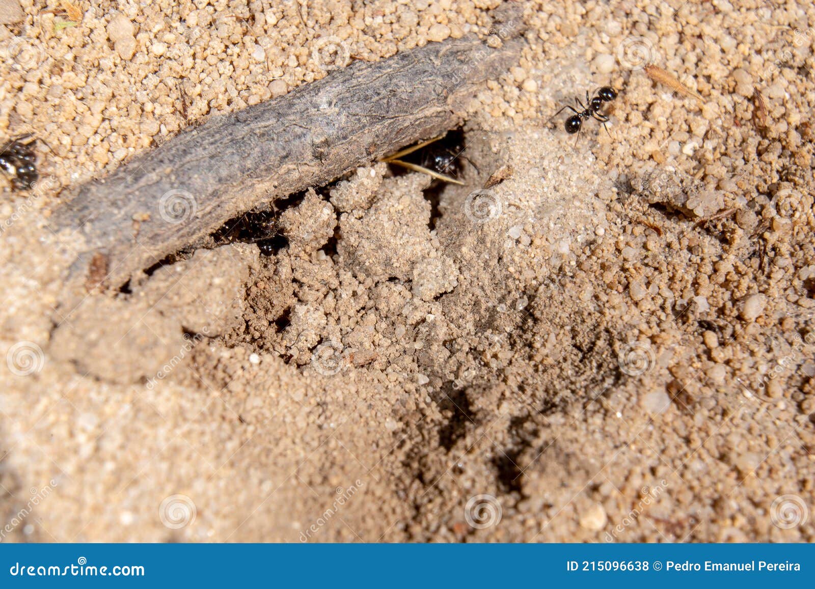 Light-colored Sand from an Anthill with Several Ants Stock Photo ...