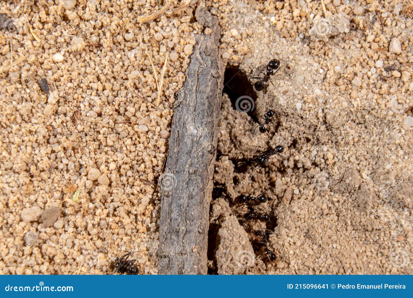 Light-colored Sand from an Anthill with Several Ants Stock Image ...