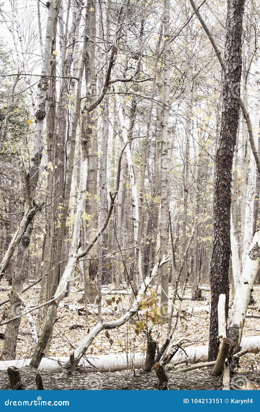 Forest in the Late Autumn / Early Winter Stock Image - Image of foliage ...