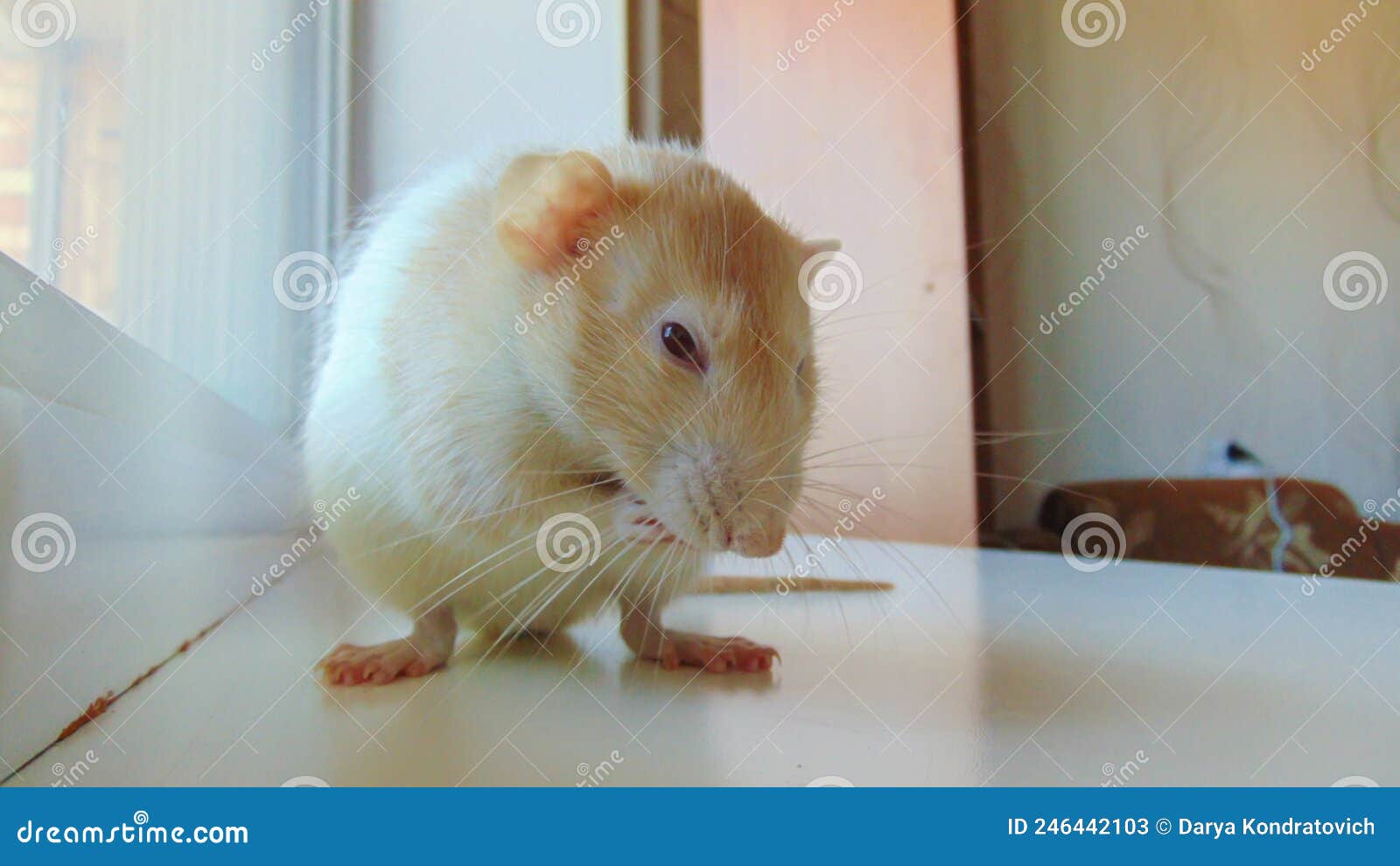 Coloured Dumbo Rat Stock Photos - Free & Royalty-Free Stock Photos from ...
