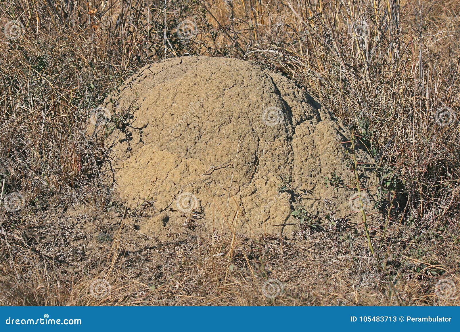 LIGHT COLOURED EARTH ANTHILL Stock Image - Image of bright, nest: 105483713