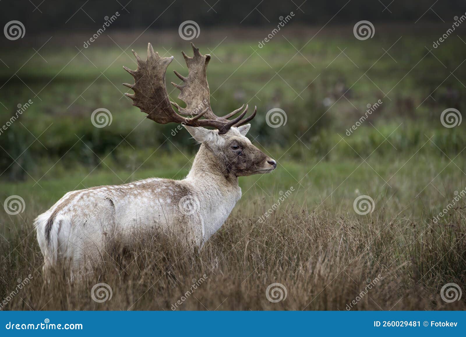 Fallow deer with dark face stock image. Image of outdoors - 260029481