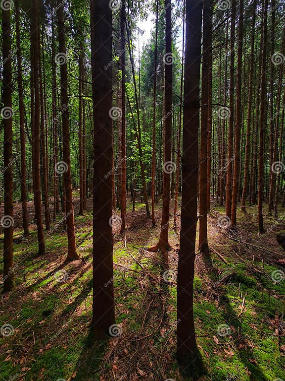 Light comes up with trees stock photo. Image of plant - 254298268