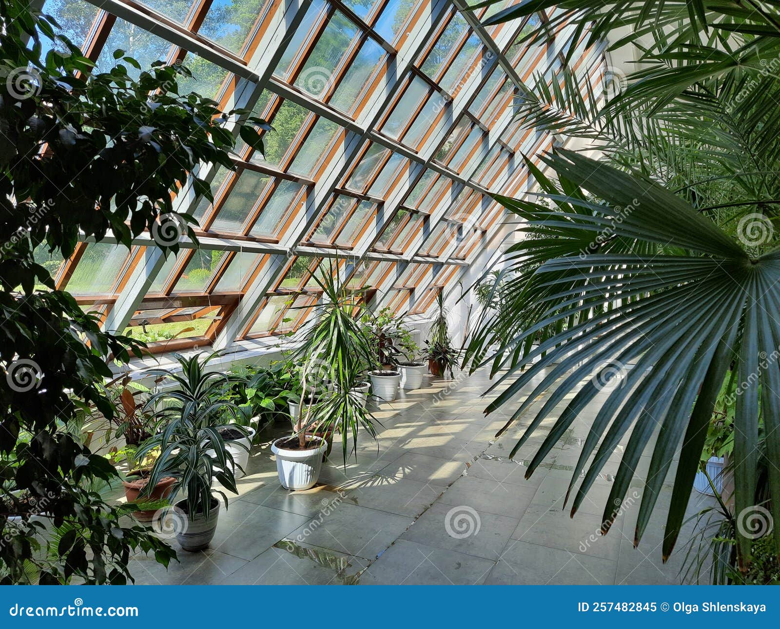 Light Comes in through the Windows in the Greenhouse Stock Image ...