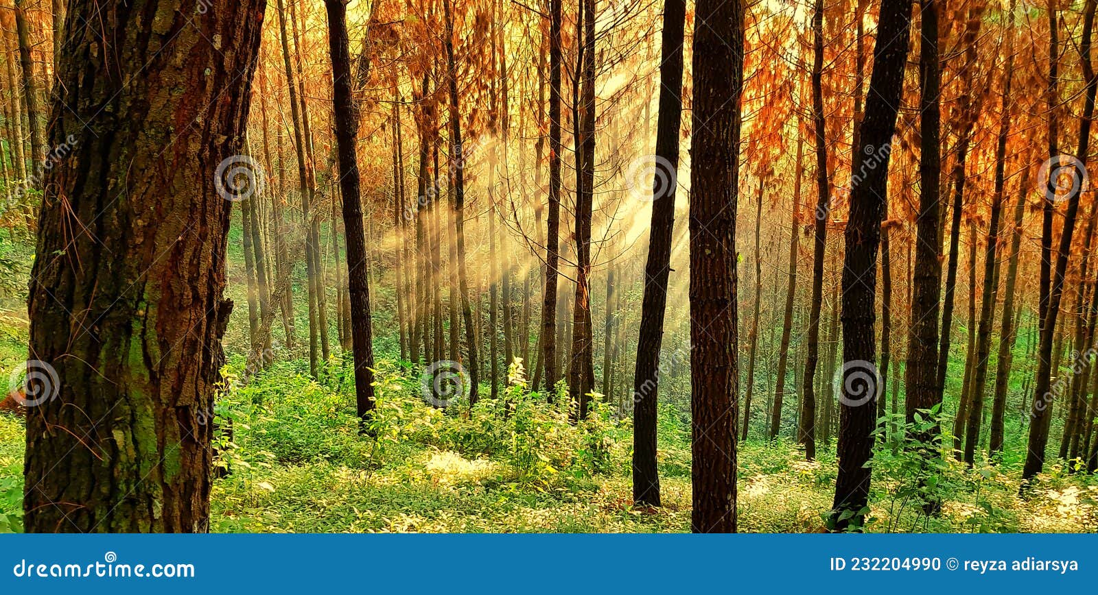 Light Coming in from the Pine Tree Stock Photo - Image of coming, pine ...