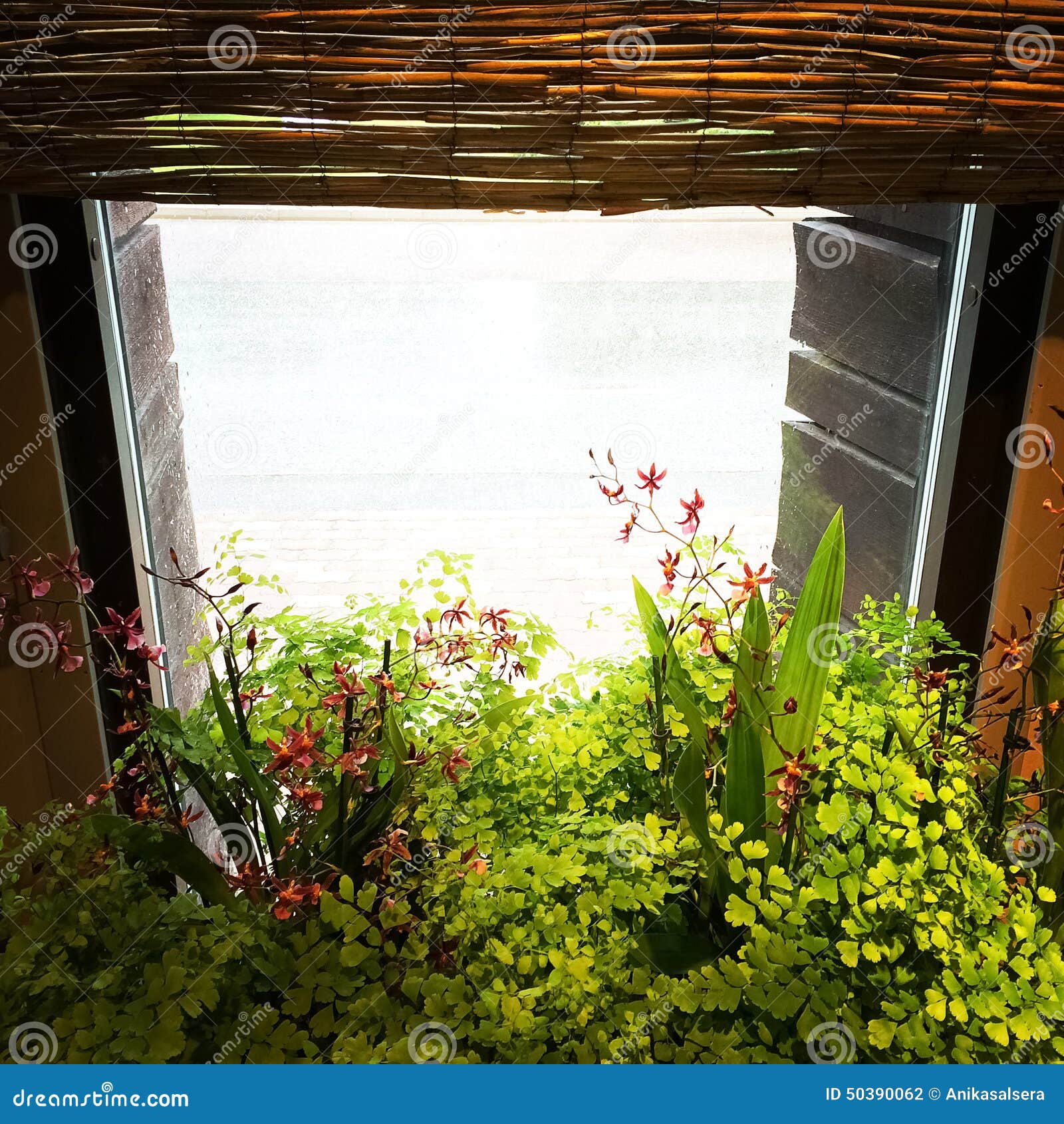 Light Coming through the Window with Green Plants Stock Photo - Image ...