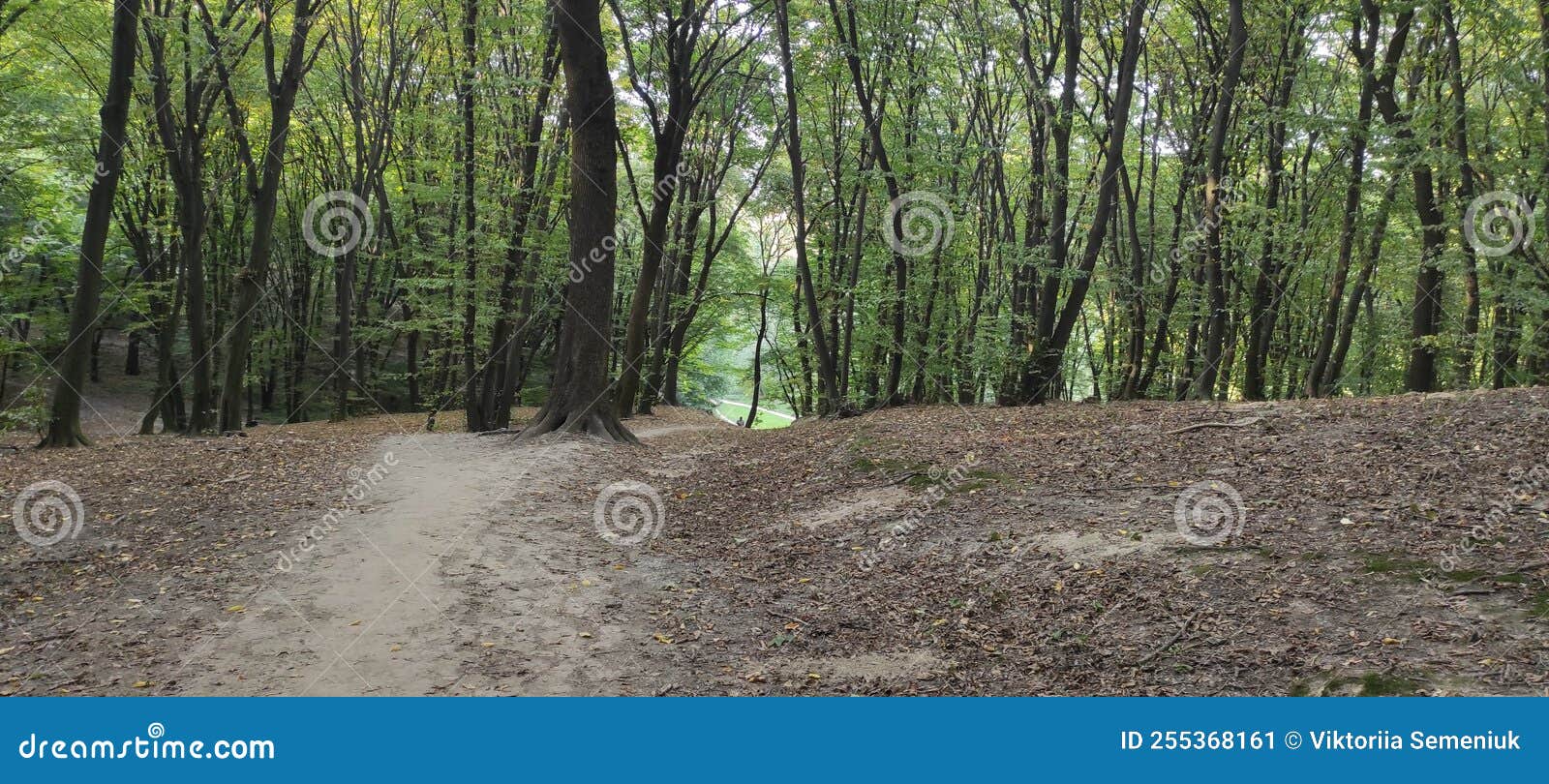 The Light Complicated Forest Stock Image - Image of compli, forest ...