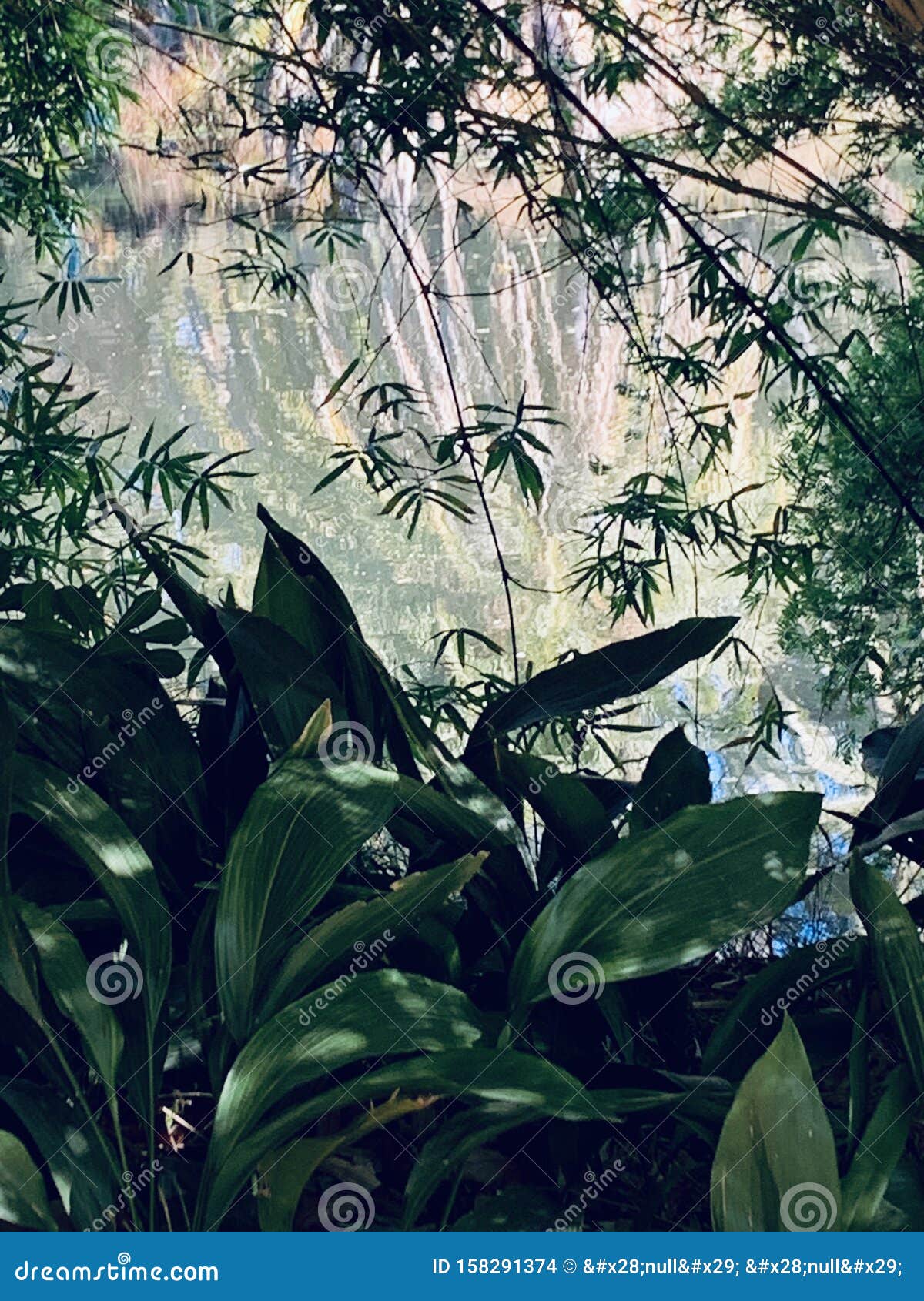 Natures spring time jungle stock photo. Image of time - 158291374