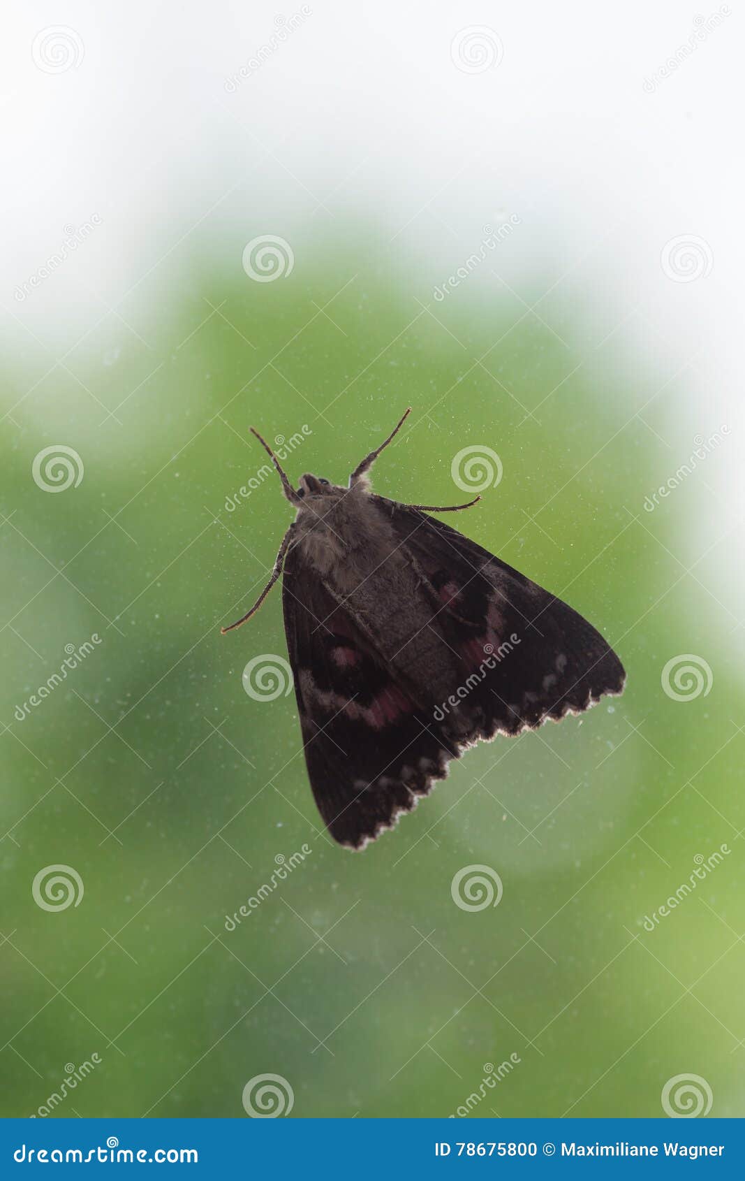 Light Crimson Underwing Moth Sitting Behind Window in Front of Tree ...